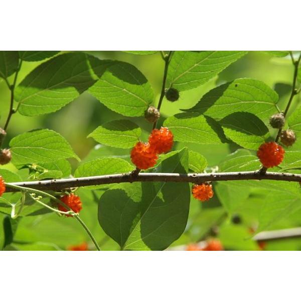 「コウゾの片親です。樹皮は和紙の原料に！」「木言葉・花言葉：過去の思い出、など」幹は高さ2〜5メートル位になります。樹皮は和紙、織物などに使われます。雌雄同株です。※4〜5月頃花が咲き、6月頃赤い実を付けます。【耐性】光：陽　○○●○○　陰...
