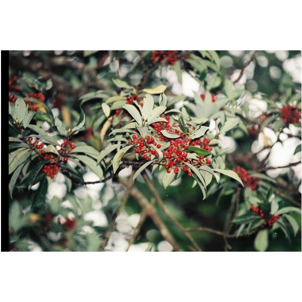 「赤い実と樹皮模様がおもしろい！」「木言葉・花言葉：魅力、特別、異彩、など」暖地に生え、幹は直立高さ15メートル直径60センチ位になります。鹿の子模様の斑紋ができます。鹿の食害にあいにくい木です。※7月頃淡黄色の花をつけます。8月頃紅色の実...