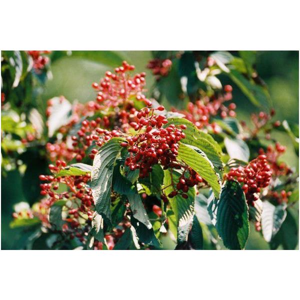 「葉をもむとゴマのような香りがします！」「木言葉・花言葉：勤勉、など」幹は高さ3〜7メートルくらいになり樹皮は淡黄褐色になります。樹皮は葉を傷つけると、ゴマのような臭気があります。※5月頃白い花を多数つけ9〜10月頃に赤い実をつけます。【耐...