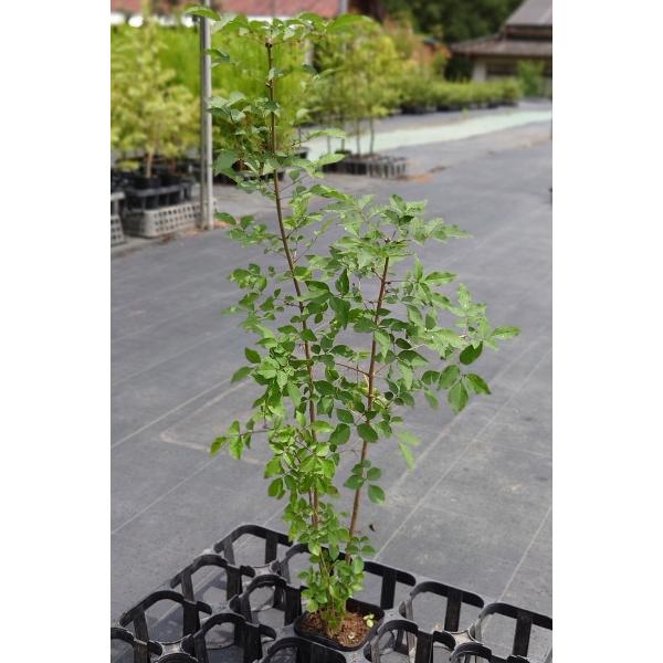 「白い小さな花で円錐形をつくります！」「木言葉・花言葉：未来へのあこがれ、幸福な日々、など」高さ3〜15メートル位、枝は灰褐色、葉は対生し長さ5〜10cm、幅1.5〜3.5cmの長楕円形です。普通のアオダモより生長は遅いです。4〜5月頃、小...