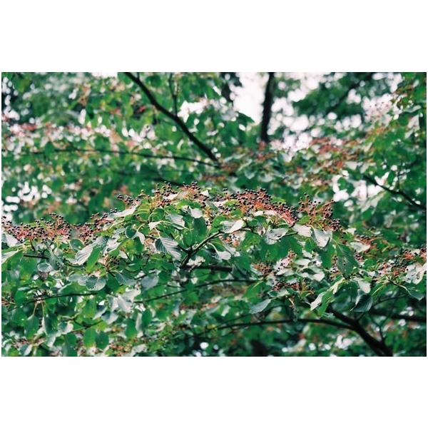 「材は白くコケシの材料に使われます！」「木言葉・花言葉：成熟した精神、など」樹高10〜15メートル、樹形は羽状型で適潤地を好み生長は早いです。6月頃枝先に小さな花を多数つけます。果実は球形で10〜11月に黒く熟します。春先に枝を折ると、水の...