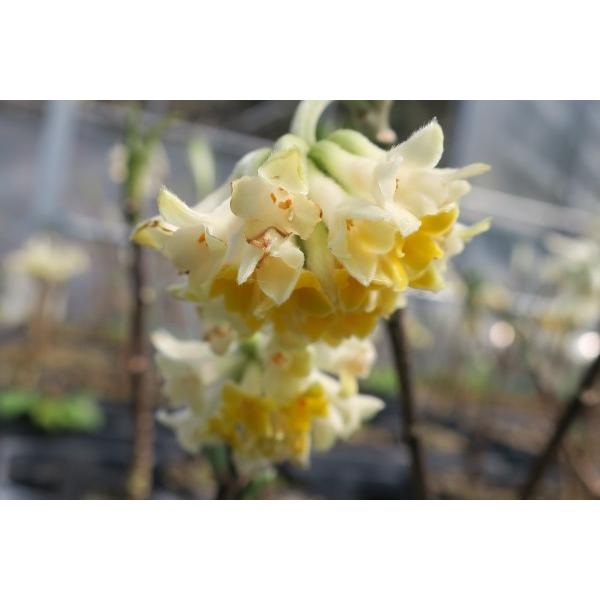 「その名の通り、枝先が三つに分かれます！」「木言葉・花言葉：強靭、壮健、など」高さは普通2メートル位になります。花は3〜4月頃で、先端に30〜40個ほどつけ、良い芳香を放ちます。鹿の食害にあいにくい木です。【耐性】光：陽　○○○○●　陰水：...