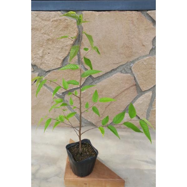 「いろいろな鳥が採食に訪れます！」幹は直立し、高さ15〜20メートル位になり生長が早いです。実は甘みがあって食べられます。※5月頃若葉とともに花が咲きます。【耐性】光：陽　●○○○○　陰水：乾　○○●○○　湿風：強　●○○○○　弱土：沃　○...