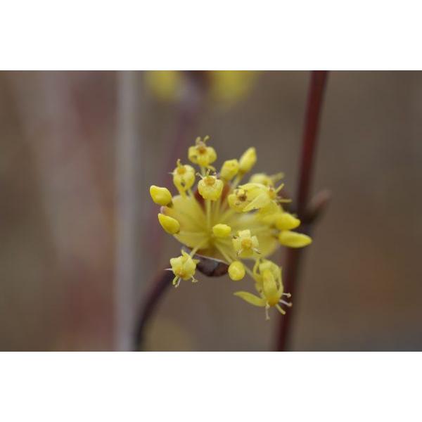 「実を付け込むと、サンシュユ酒が楽しめます！」「木言葉・花言葉：強健、持続、耐久、など」高さは5〜15メートル位になり、分枝します。3月頃、黄色の小花をつけ、10月頃に、赤色の実を付けます。【耐性】光：陽　○○●○○　陰水：乾　○○●○○　...