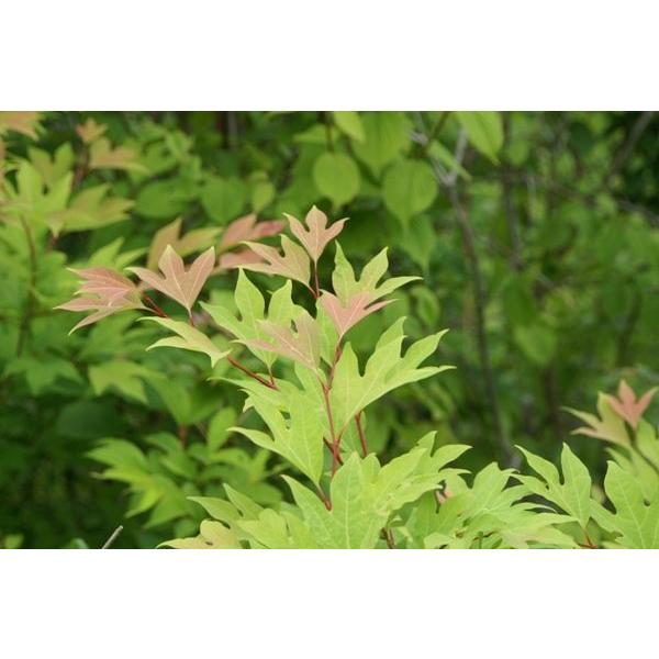 「黄色い小花が可愛い。庭木に最適です！」樹高3〜5メートルで株立ち状になります。花は4月早春、黄色い小花を枝いっぱいに咲かせます。※4月に花が咲き、10月頃紅葉します。【耐性】光：陽　○○●○○　陰水：乾　○○●○○　湿風：強　○○●○○　...