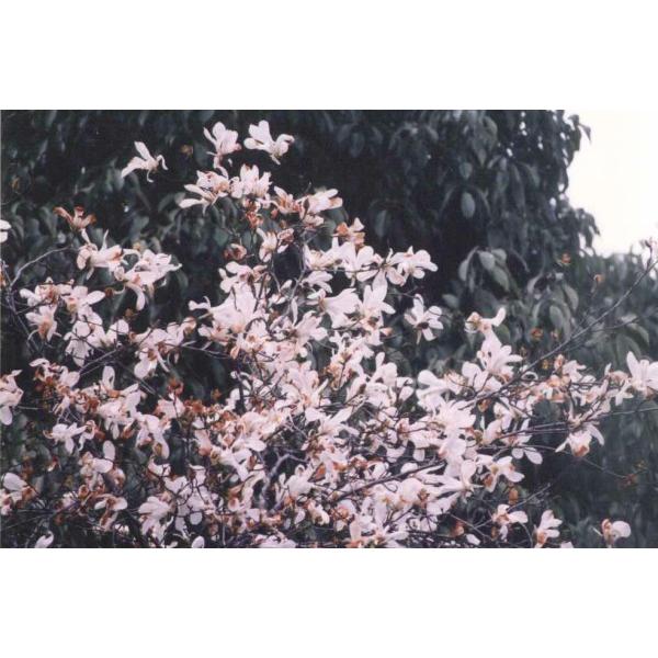 「別名、ニオイコブシ。きれいな白い花が咲きます！」「木言葉・花言葉：友情、など」幹はお直立、曲立し、分枝します。通常高さは5〜10メートル、径12〜20センチ位になり、葉は互生で長さ6〜12センチ。4〜5月頃葉に先立って花径10センチ位の白...