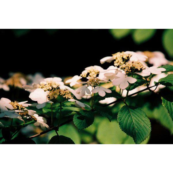 「木言葉・花言葉：今日の幸福、覚悟、年齢を美しく重ねる、など」高さ2〜4メートル位になり、樹皮は灰褐色です。葉は有柄で対生し、長さ5〜10センチ位です。開花は5〜6月です。【耐性】光：陽　○○○●○　陰水：乾　○○○●○　湿風：強　○○●○...