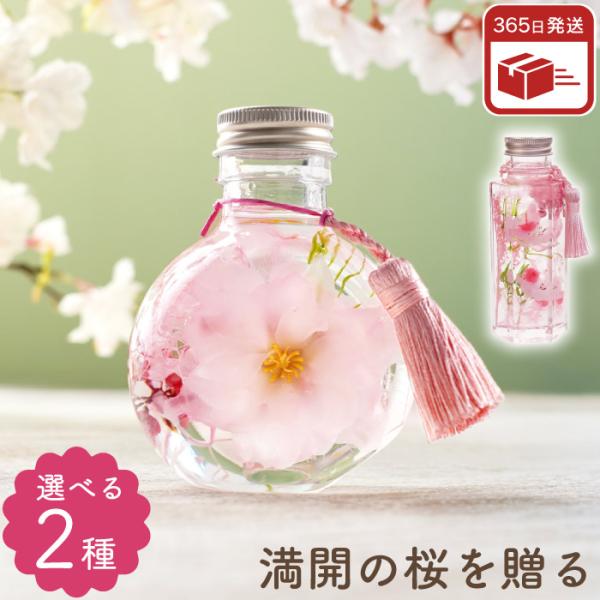 【桜ハーバリウム S】『ありがとう』『おめでとう』大切なキモチをぎゅっとこめていつもそばで満開の桜を楽しんでほしいから♪祝電、合格祝い、花見に、父の日や、お誕生日の贈り物に●ご用途：誕生日 プレゼント 桜 サクラ さくら 花 フラワー ギフ...