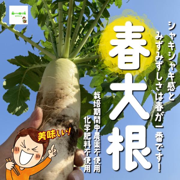 こちらの春大根は、埼玉県産で、畑からの贈り物きづファームが有機肥料を入れて、栽培期間中農薬不使用・化学肥料不使用で育てた野菜です。大根の根はビタミンCが多く、鉄分、リン、カルシウムが入っているそうです。カロリーは少なく、消化を助ける成分があ...