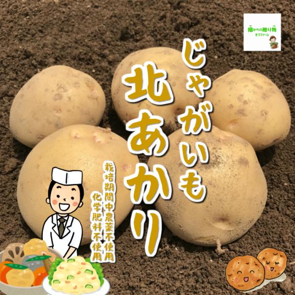 こちらのじゃがいも北あかりは、埼玉県産で、畑からの贈り物きづファームが有機肥料を入れて、栽培期間中農薬不使用・化学肥料不使用で育てた野菜です。北あかりは、ホクホク系ジャガイモの代表で、「黄金男爵」や「クリじゃがいも」などとも呼ばれています。...