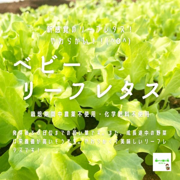 こちらのベビーリーフレタスは、埼玉県産で、畑からの贈り物きづファームが有機肥料を入れて、栽培期間中農薬不使用・化学肥料不使用で育てた野菜です。ベビーリーフレタスは葉が若く柔らかいうちに収穫したものです。発芽後３０日位までの若い葉です。また、...