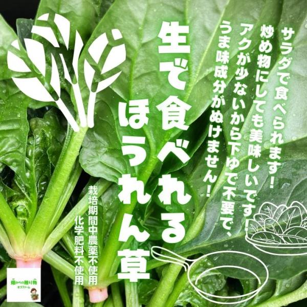 ※3袋以上ご購入の方は、１袋にまとめて袋詰めさせていただきます。あらかじめご了承ください。１袋ずつのご希望の方は、備考欄にお書きください。こちらの生で食べれるほうれん草は、埼玉県産で、畑からの贈り物きづファームが有機肥料を入れて、栽培期間中...