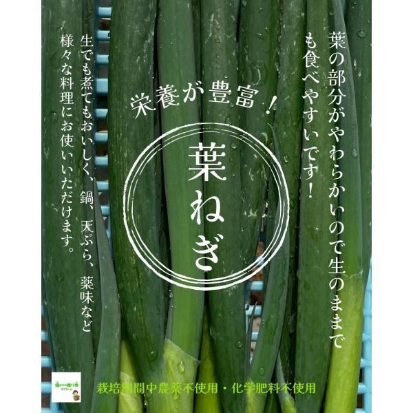 ※3袋以上ご購入の方は、１袋にまとめて袋詰めさせていただきます。あらかじめご了承ください。１袋ずつのご希望の方は、備考欄にお書きください。こちらの葉ねぎは、埼玉県産で、畑からの贈り物きづファームが有機肥料を入れて、栽培期間中農薬不使用・化学...