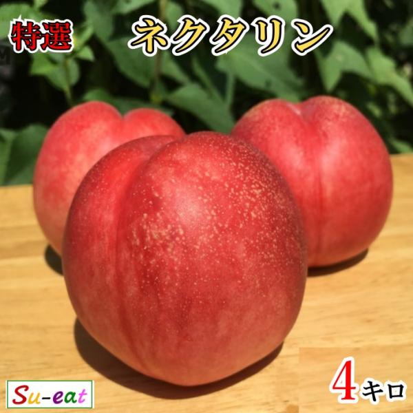 【発売日：2026年07月24日】
