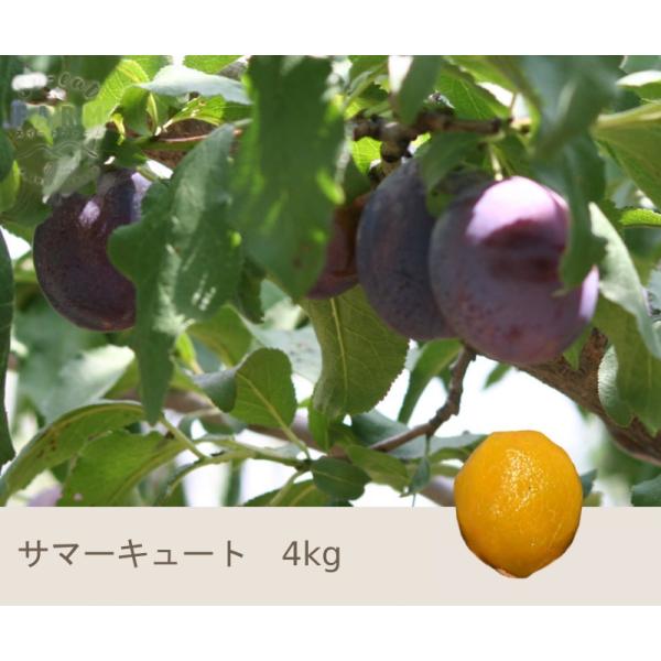 【発売日：2026年08月15日】送料無料！ 信州 生プルーン 4キロ