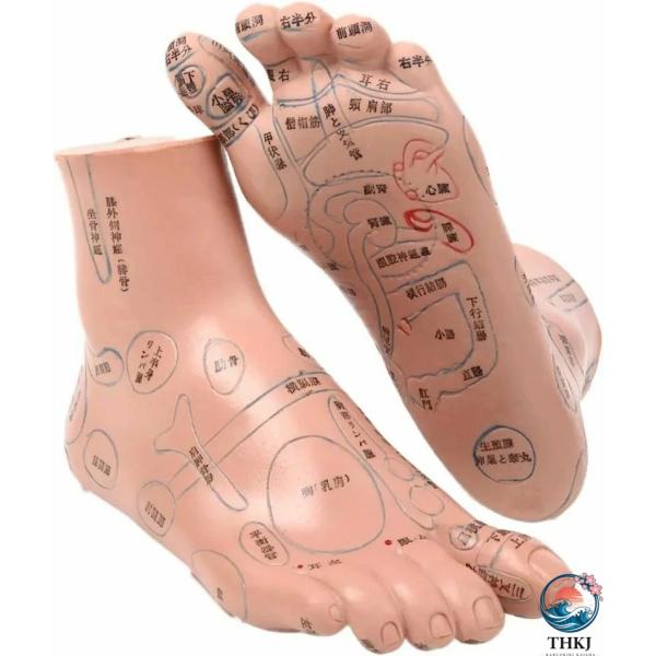 【官足法などの足裏マッサージを体系的に覚えられる！】足の反射区、経穴を日本語表記で表示した足つぼ模型で、反射療法又はリフレクソロジーを覚えるのに役立ちます。立体的に表示させる事で表や図で覚えるよりも、足つぼの経路を体系的に覚える事が出来ます...