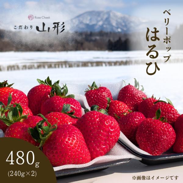 予約注文開始！バラ農家がつくる至福のいちごです！甘みと酸味が織りなす、濃厚なコク。春の日差しのように華やかな味わい「はるひ」。あふれる果汁と、コクのある深みのある味わい。今注目の実力派品種「はるひ」を、当園ならではの丁寧な栽培でお届けいたし...