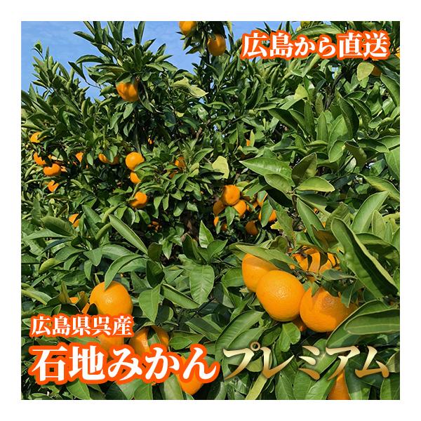 2025年予約販売開始！【出荷期間11月下旬〜12月中旬頃にご予約順に発送予定です。】【特に注意が必要です】※指定日は不可です。※収穫次第、予約順に発送させて頂きます。※長期間ご不在予定の場合は早めにご連絡下さい。【ご確認が必要です】※生鮮...