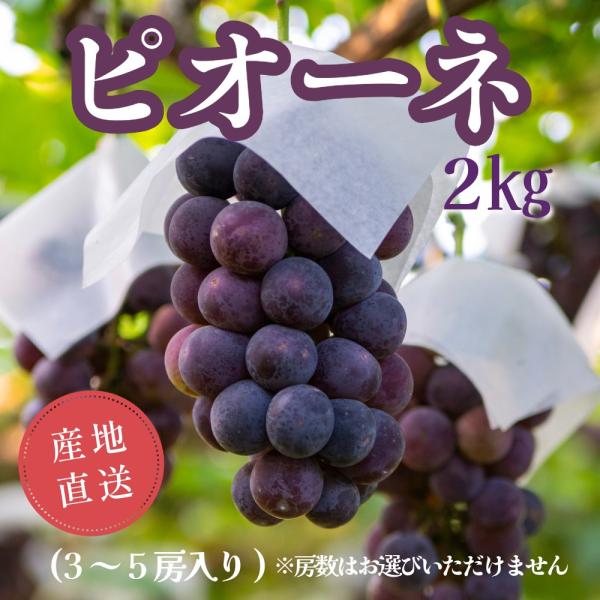 岡山県の特産品である種無し黒系ぶどうコクを感じさせる香り、甘さと酸味のバランス、大きな粒が特徴です。果肉はぎっしりと詰まっており、噛んだときの弾力が心地よいです。甘さは非常に濃厚で、糖度が高い一方で、ほどよい酸味がアクセントとなり、後味をす...