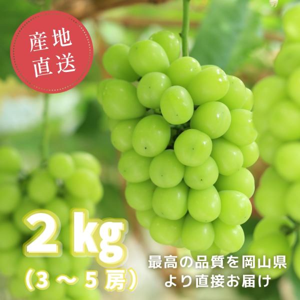 シャクッと心地よい食感とともに、あふれるような果汁が広がります。ガツンとした甘さとマスカット香による抜群の食味、皮ごと食べられるという手軽さも魅力で、渋みや苦みは一切なく、むしろ皮の食感が爽やかさを引き立てています。良いとこどりの大人気品種...