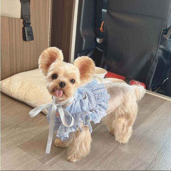 【お手入れ方法】・洗濯機使用可 液温は40℃を限度として、洗濯機で洗濯処理ができます。#ペット用品#犬服#猫服#おしゃれ#かわいい