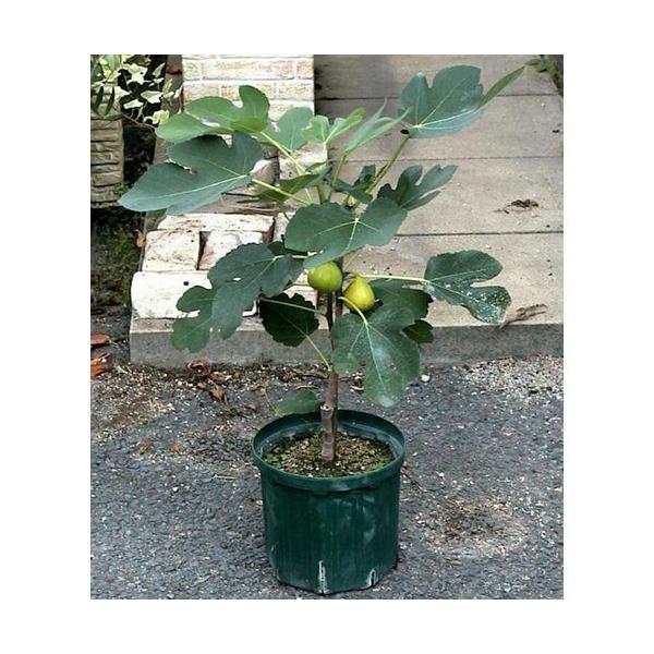 ◇◇ 【サイズ】径２１ｃｍ×底径１７．５ｃｍ×高さ１９ｃｍ 土容量：約４．５リットル 植物が健康に育つ為、無駄に肥料や農薬を与えなくても良くなります。 根量が多い為、実がたくさんつきます。 鉢底に水が溜まらず、根腐れしないので、植物が長持ち...