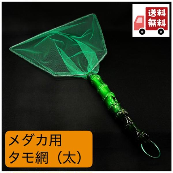 お待たせしました、小泉化学メダカ部のメダカ用タモ網をネットにて販売します！弊社裏手にある竹林から切り出した竹を、一つ一つ丁寧に炉(ろ)で乾燥させた【軽さへの追求】網の素材には柔らかく水切れの良い、15デニールのチュール生地を使用した生体に対...