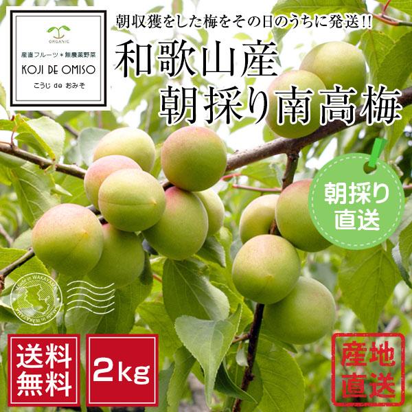 ■必ず発送翌日にお受け取りください。■2L以上（大きさ不揃い）■翌日「午前」「12:00〜14:00」お届け可能地域は、関西、東京23区、名古屋市のみになります。※上記以外の地域は、概ね14:00以降（一部地域16:00以降）、遠方の地域（...
