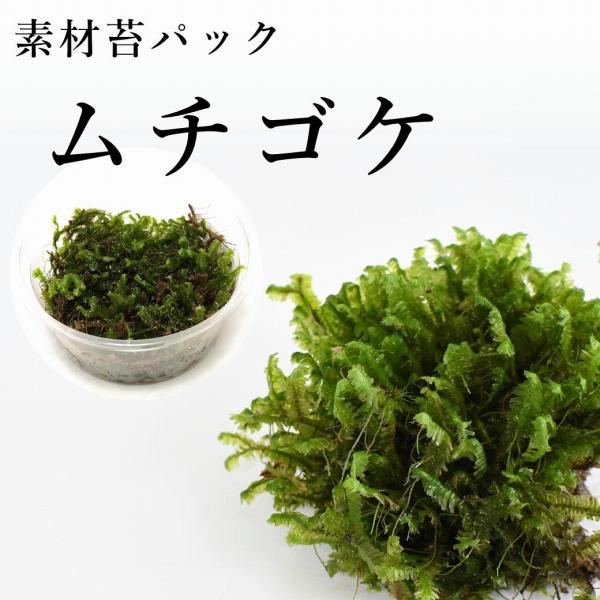 苔類（タイルイ）に属する種類で、ウロコのように見える葉と、裏側にのびる鞭状の枝が特徴的。形はマニアックだが、育てやすく玄人好みの種類。森林の日陰、倒木や石の上に自生しています。テラリウム環境にもなじみやすく育てやすい。【育てやすさ】☆☆☆☆...