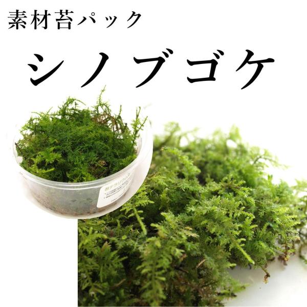 苔テラリウムに使いやすい、横に這って生長するタイプのコケ。繊細に枝分かれする葉がレースの刺繍のようで美しい。【育てやすさ】☆☆☆◆テラリウムでの育てやすさの指標です。五段階評価☆が多いほど育てやすい。◆コケに関する詳しい解説はこちらもご覧く...