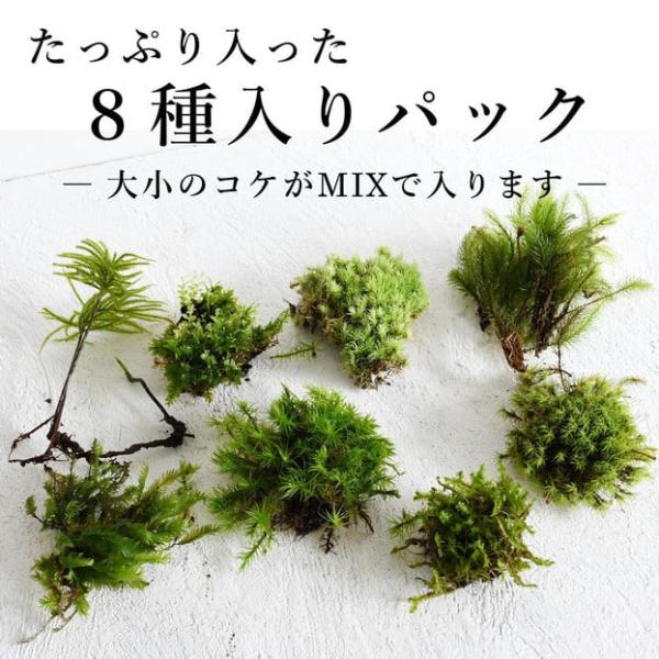 たっぷり色々入ったおまかせ８種類パック。いろいろなコケを揃えたい人・大きな寄せ植えを作りたい人におススメです。寄せ植えに使いやすいよう、背が高いコケ・背が低いコケ・アクセントになるコケをバランスよく選びます。☆中身のコケの種類は基本的におま...