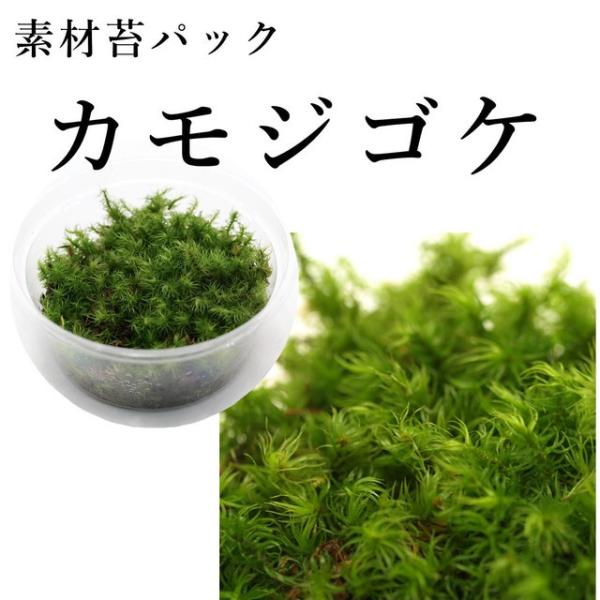 森林性のコケで、シッポゴケよりやや小振り。シッポゴケより徒長しにくく苔テラリウムで育てやすい。【育てやすさ】☆☆☆◆テラリウムでの育てやすさの指標です。五段階評価☆が多いほど育てやすい。◆コケに関する詳しい解説はこちらもご覧ください。htt...