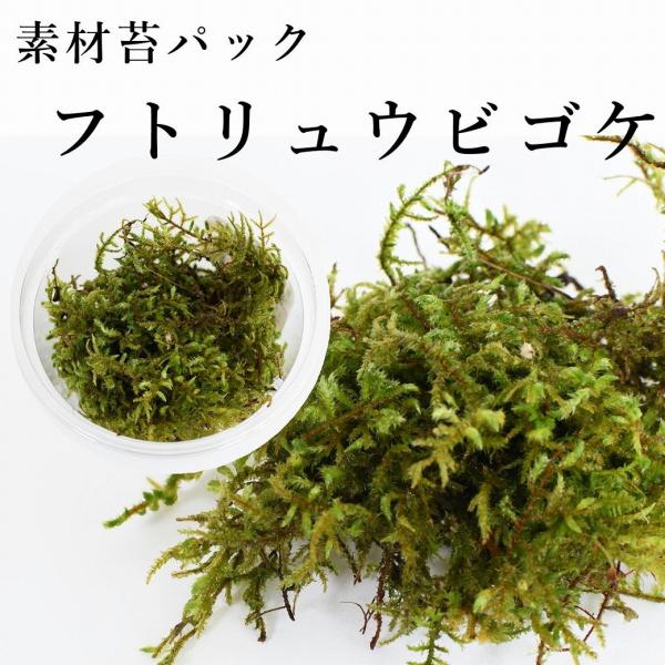 這うように成長する森林性のコケです。密閉すると徒長しやすくなるので、マメに換気するか通気のある容器を使用するとよいでしょう。【育てやすさ】☆☆☆◆テラリウムでの育てやすさの指標です。五段階評価☆が多いほど育てやすい。◆コケに関する詳しい解説...
