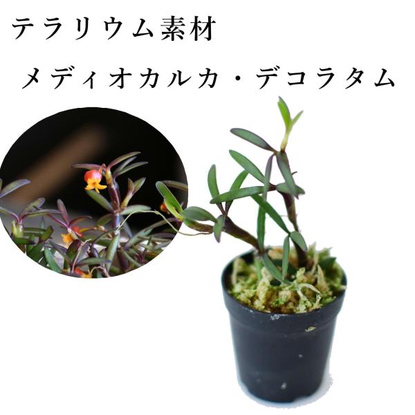 テラリウムにおすすめ小型の着生系ラン科植物です。◆コケと合わせての作品作りに適しています。◆コルクなどに着生させやすい種類です。【育てやすさ】☆☆☆☆◆テラリウムでの育てやすさの指標です。五段階評価☆が多いほど育てやすい。【サイズ】ポットサ...