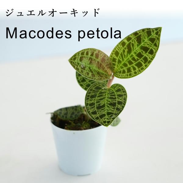 葉の模様がキラキラと美しくジュエルオーキッドと呼ばれるランの仲間。マコデス・ペトラは園芸用として広く普及している品種で、ジュエルオーキッド入門におすすめです。◆寒さに弱いので冬の管理に注意（適温：15〜30℃）ジュエルオーキッドの育て方につ...