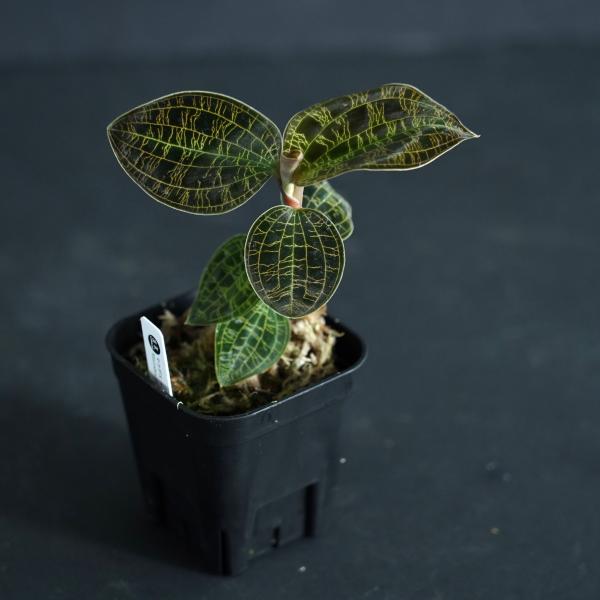 Macodes petola Black Type葉の模様がキラキラと美しくジュエルオーキッドと呼ばれるランの仲間。マコデス・ペトラは園芸用として広く普及している品種で、ジュエルオーキッド入門におすすめです。Black Type は地色が黒...