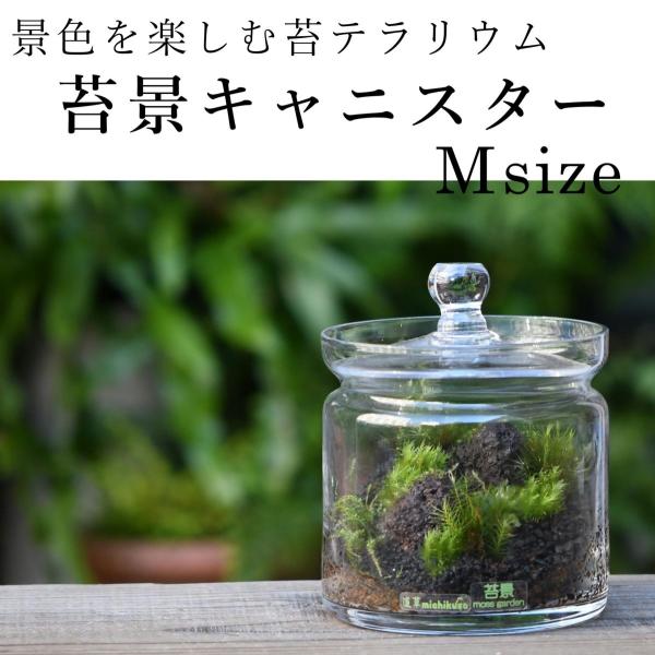数種類のコケや石を使い、苔の生える小さな景色を作った苔テラリウムです。手作りですので、一点一点違う景色をお楽しみいただけます。コケの成長と共に、ゆっくりと変化していく景色をお楽しみ下さい。◆時間の経過と共に、岩の上へコケが這い上がったり、生...