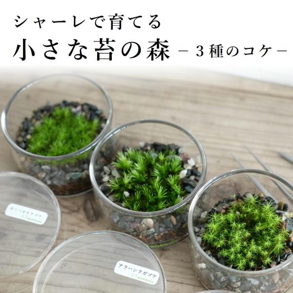 【はじめての苔テラリウムにおすすめ】小さなシャーレにコケを1種類ずつ植えました。単品のコケをじっくり観察したい方におすすめ。少しずつ成長していく様子が楽しめます。【コケの種類】・ホソバオキナゴケ・アラハシラガゴケ・タマゴケ【容器サイズ】直径...