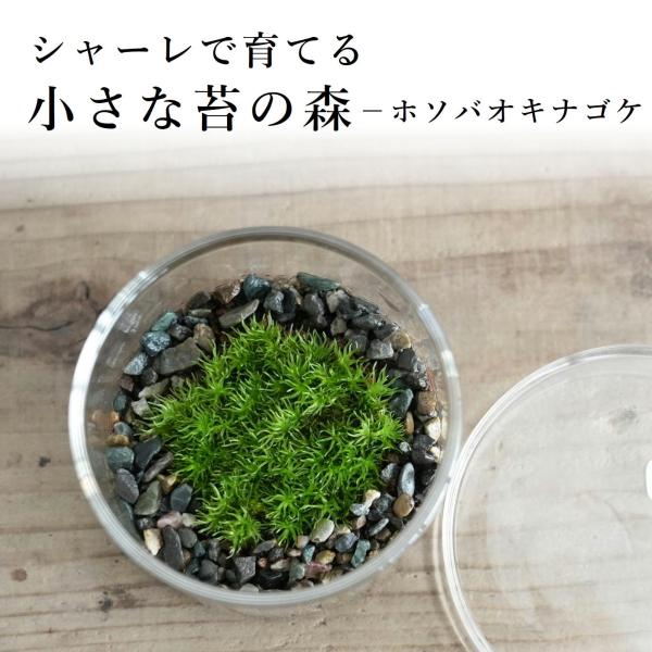 【はじめての苔テラリウムにおすすめ】小さなシャーレにホソバオキナゴケを植えました。単品のコケをじっくり観察したい方におすすめ。少しずつ成長していく様子が楽しめます。シャーレの中で徐々に育っていくコケの姿をお楽しみいただけます。ホソバオキナゴ...