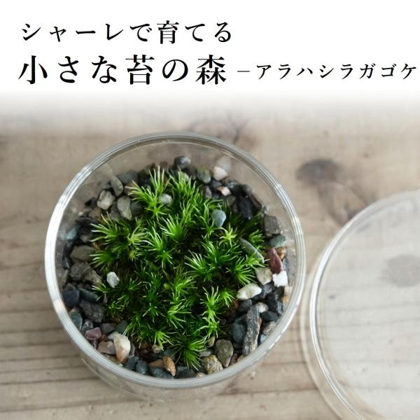 【はじめての苔テラリウムにおすすめ】小さなシャーレにアラハシラガゴケを植えました。単品のコケをじっくり観察したい方におすすめ。少しずつ成長していく様子が楽しめます。【容器サイズ】直径72mm ｘ 高さ43mm・容器素材：ガラス・育て方説明書...
