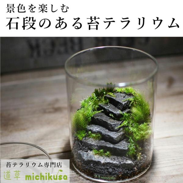 【階段（石段）のある苔テラリウム】ガラス容器の中に苔むす石段を作りました。石段の隙間からタマゴケが生え、やがてコツボゴケやが石段に這い出してくるような設計で植え付けてあります。●手作り品のため、苔の配置は一点一点異なります。・容器サイズ：直...