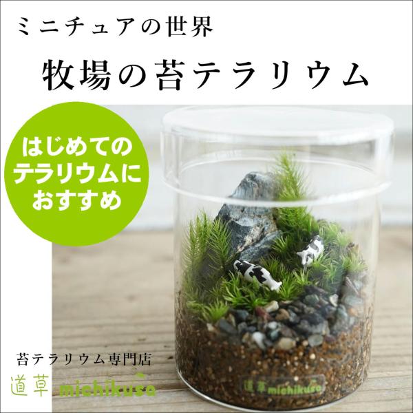 初心者にも育てやすい、手のひらサイズの苔テラリウムです。可愛い牛がいる景色を小さなガラス容器に作りました。◆牛のフィギュアは固定していません。好きな場所に配置を変えることができます。　・容器サイズ：直径72ｍｍ　ｘ　高さ85ｍｍ・容器素材：...