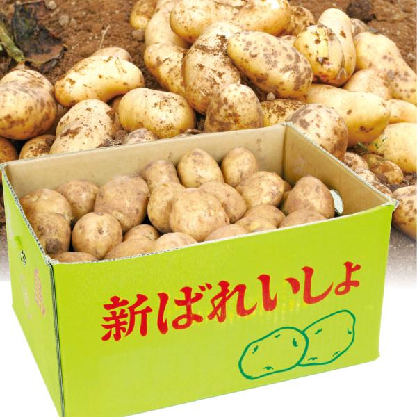 ●商品情報：若々しく風味抜群のとれたて新じゃがを、九州よりいち早くお届け！水分が多く皮が薄いので、皮ごと調理すれば食物繊維・栄養満点。品種と産地はおまかせで、その分お買得価格になりました。●産地：九州●規格・サイズ：M〜3L●入数の目安：-...