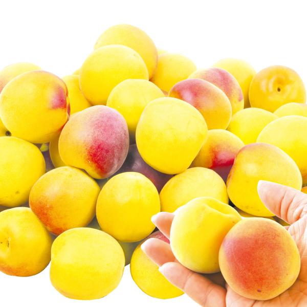 ●商品情報：梅の生産量No.１を誇る和歌山県より。肉質良く風味豊かな、「梅の最高級品種」として名高い南高梅を、キズ等のあるお手頃品としてお届け！●産地：和歌山県●規格・サイズ：無選別●入数の目安：-●配送形態：段ボール箱●配送温度：常温便●...