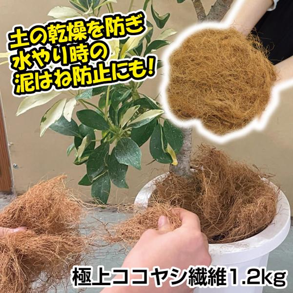 ●商品情報ココナッツのヤシの実の繊維を使用した園芸用品です。保湿効果があり、土の乾燥を防ぎます。水やり時の泥はね防止にもなります。鉢植えの土の上に置いたり、鉢底に敷いたり、水苔のような使い方が可能です。また、土を露出させず鉢植えをお洒落に演...