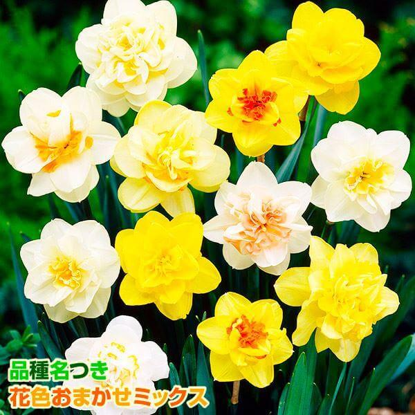 ●学名・英名：Narcissus●商品情報：豪華な八重咲き水仙の福袋。何が届くかはお楽しみ♪スイセンは育てやすく、植えっぱなしでも栽培でき、初心者にもおすすめです●お届け状態：球根●開花期(約)：3-5月●草丈(約)：20-60cm●耐寒性...