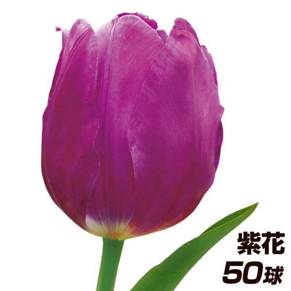 ●学名・英名：Tulipa●商品情報：世界一のチューリップの球根生産国オランダから大量＆直輸入だから安い! ユリ科。●お届け状態：球根 (開花見込みサイズ) ※花色によってサイズが若干異なる場合があります。●開花期(約)：3-5月※関東以南...