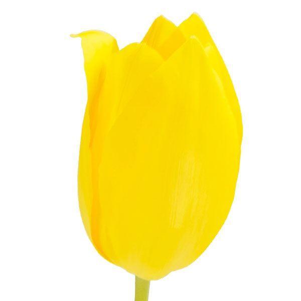 ●学名・英名：Tulipa●商品情報：世界一のチューリップの球根生産国オランダから大量＆直輸入だから安い! ユリ科。●お届け状態：球根 (開花見込みサイズ) ※花色によってサイズが若干異なる場合があります。●開花期(約)：3-5月※関東以南...