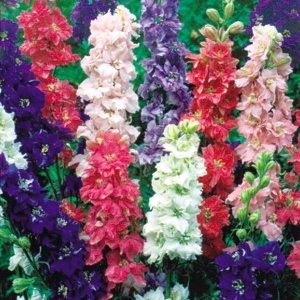 ●商品情報アレンジに大活躍●お届け状態種●分類1年草●花期(約)5〜6月●草丈(約)150cm※種子の粒数は、目安を記載しております。実際の粒数と差異がありますが、ご了承ください。採種地の気候等の播種条件により粒状・大きさが異なる場合があり...