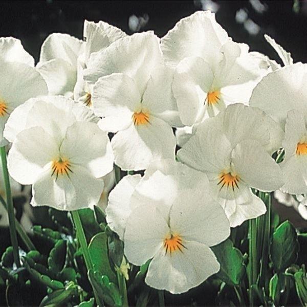 ●商品情報純白の花弁●お届け状態種●分類1年草●花期(約)2〜6月●草丈(約)15cm※種子の粒数は、目安を記載しております。実際の粒数と差異がありますが、ご了承ください。採種地の気候等の播種条件により粒状・大きさが異なる場合があります。播...